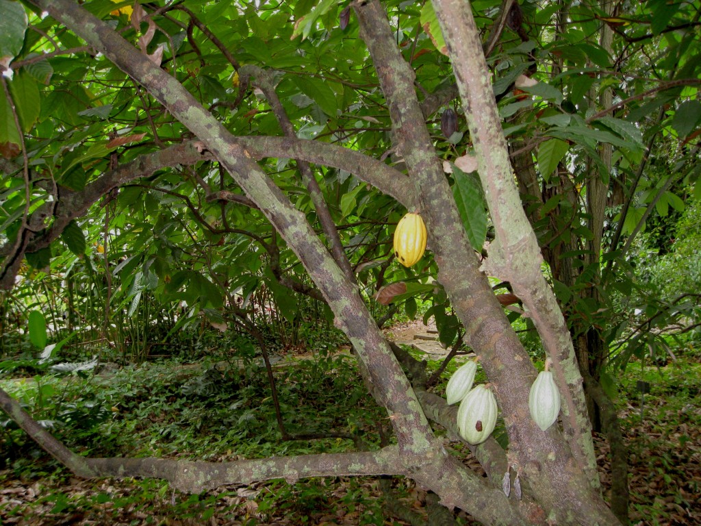 At the Foot of a Cacao Tree: A Note from Puerto Rico – Plum Brook Chocolate